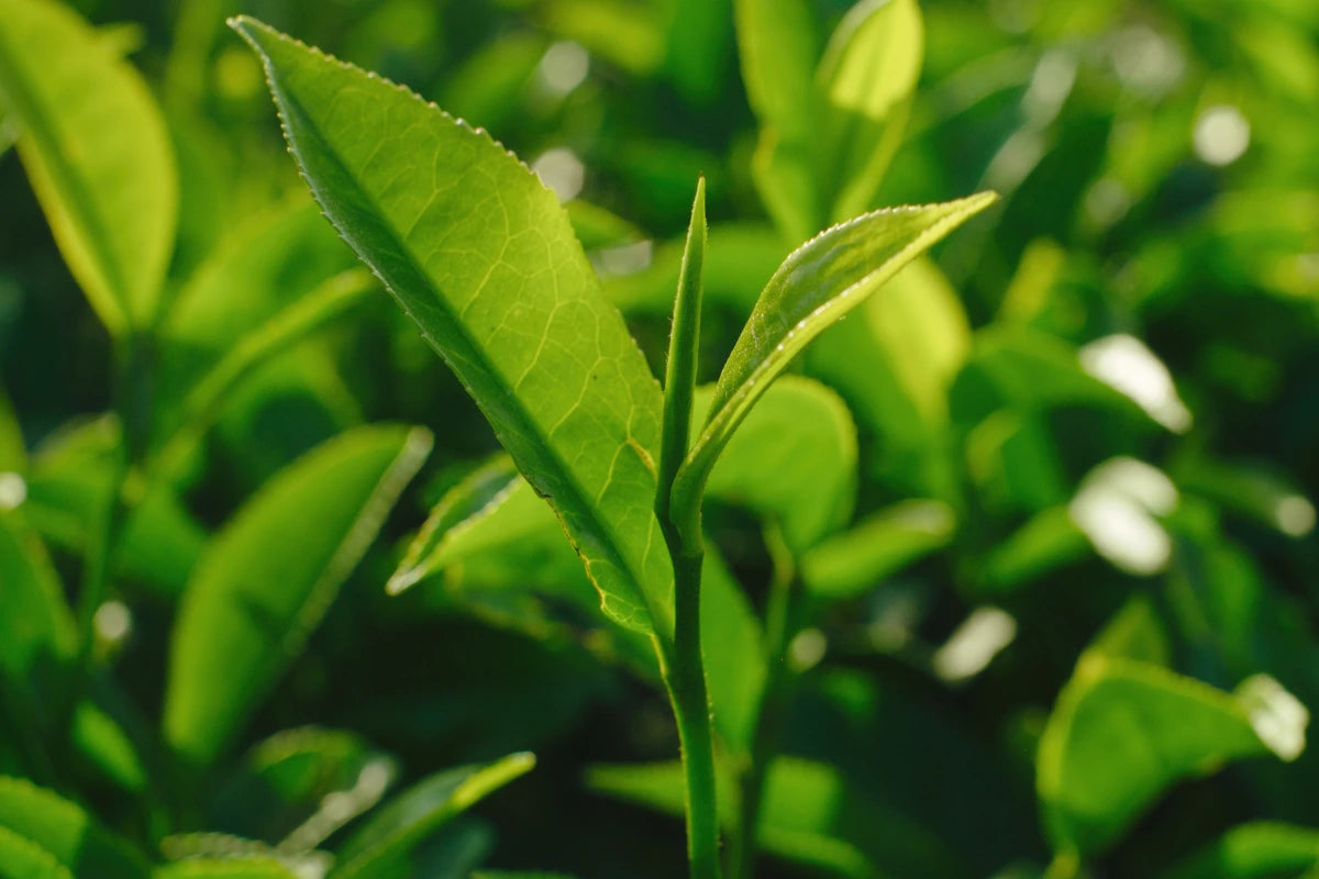 WHAT IS THE FIRST FLUSH TEA AND WHY IS IT SO EXPENSIVE? – blendart